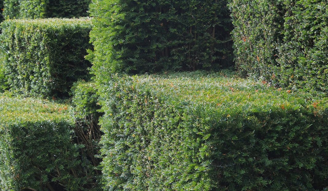 Do You Trim The Top Or Side Of A Hedge First? – BackyardGadget