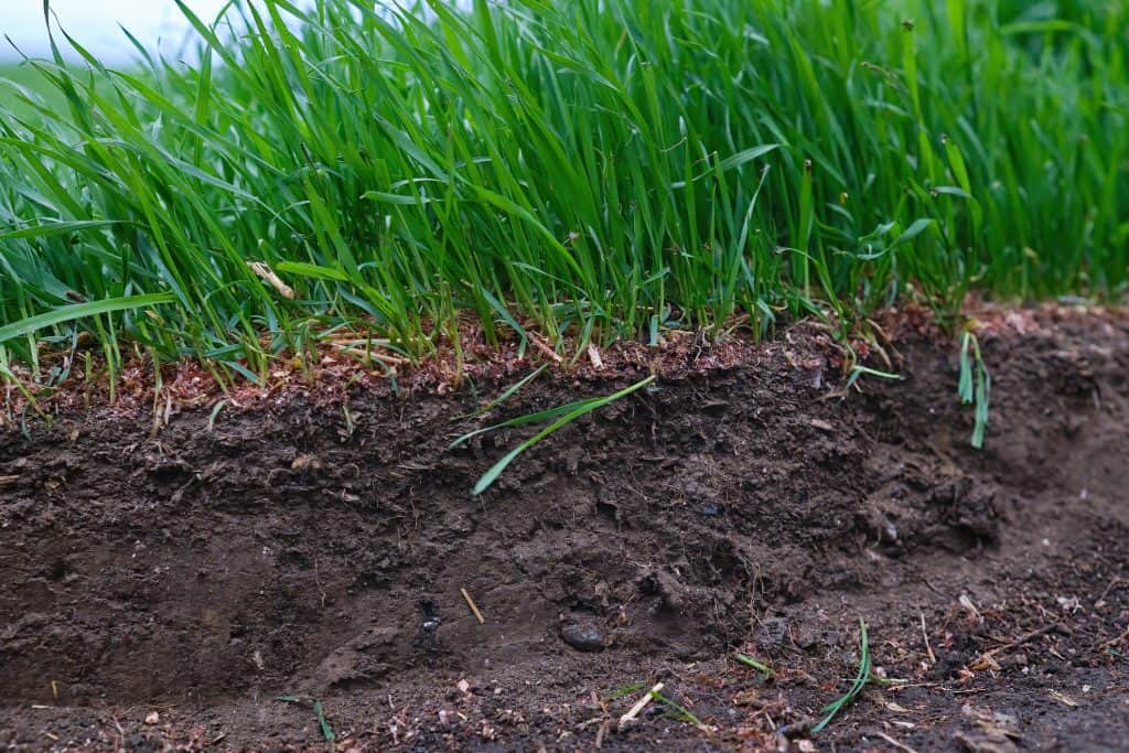 Can A Lawn Edger Cut Through Roots? What Happens If It Does ...