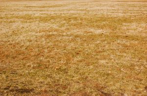 Should I Rototill My Dead Lawn? – BackyardGadget