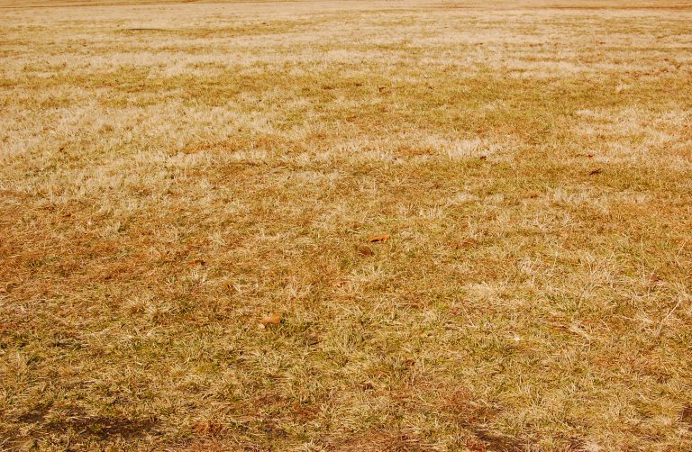 Should I Rototill My Dead Lawn? – BackyardGadget