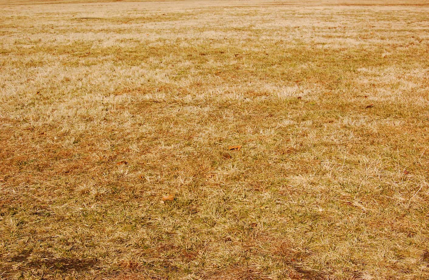 Should I Rototill My Dead Lawn? – BackyardGadget